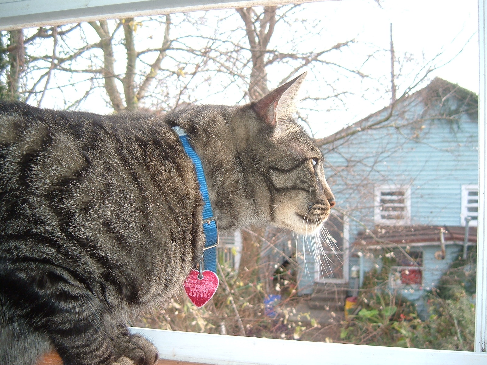 The Naming of Cats – Compass & Quill