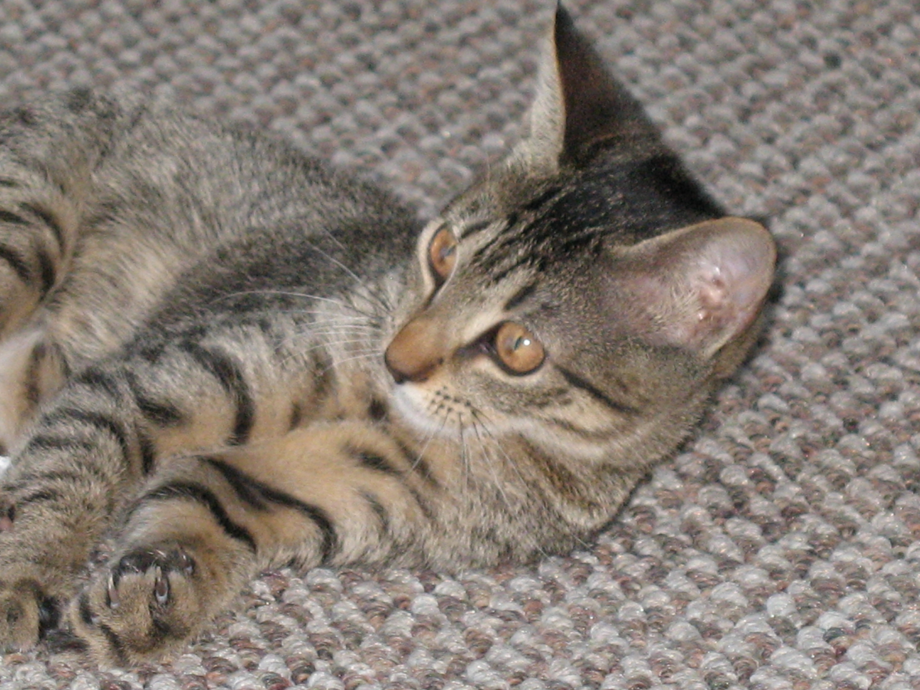 The Naming of Cats – Compass & Quill